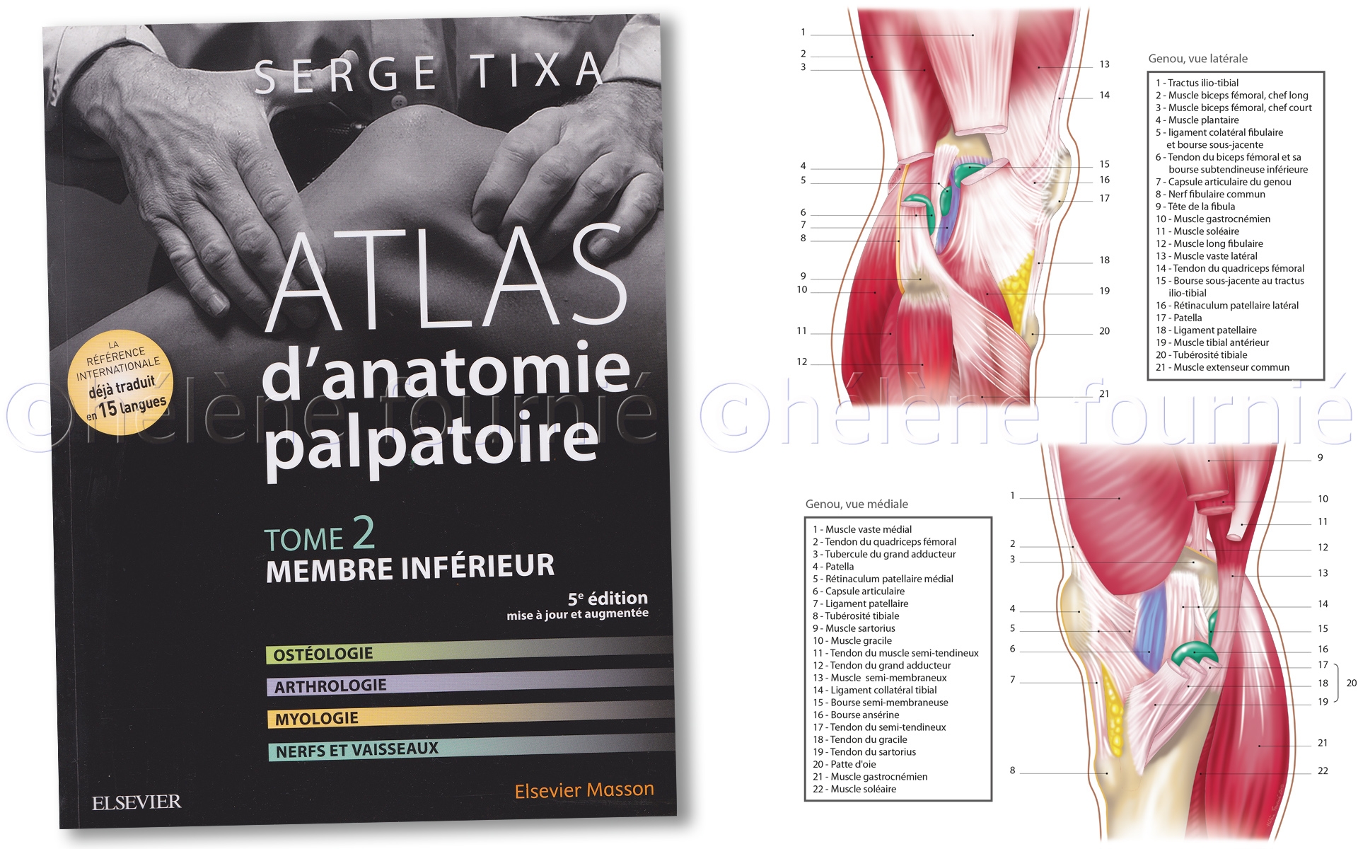 Masson Tixa-book-anatomy - Illustration medicale et scientifique