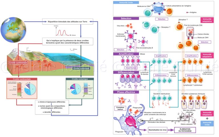 Scientific - Illustration medicale et scientifique