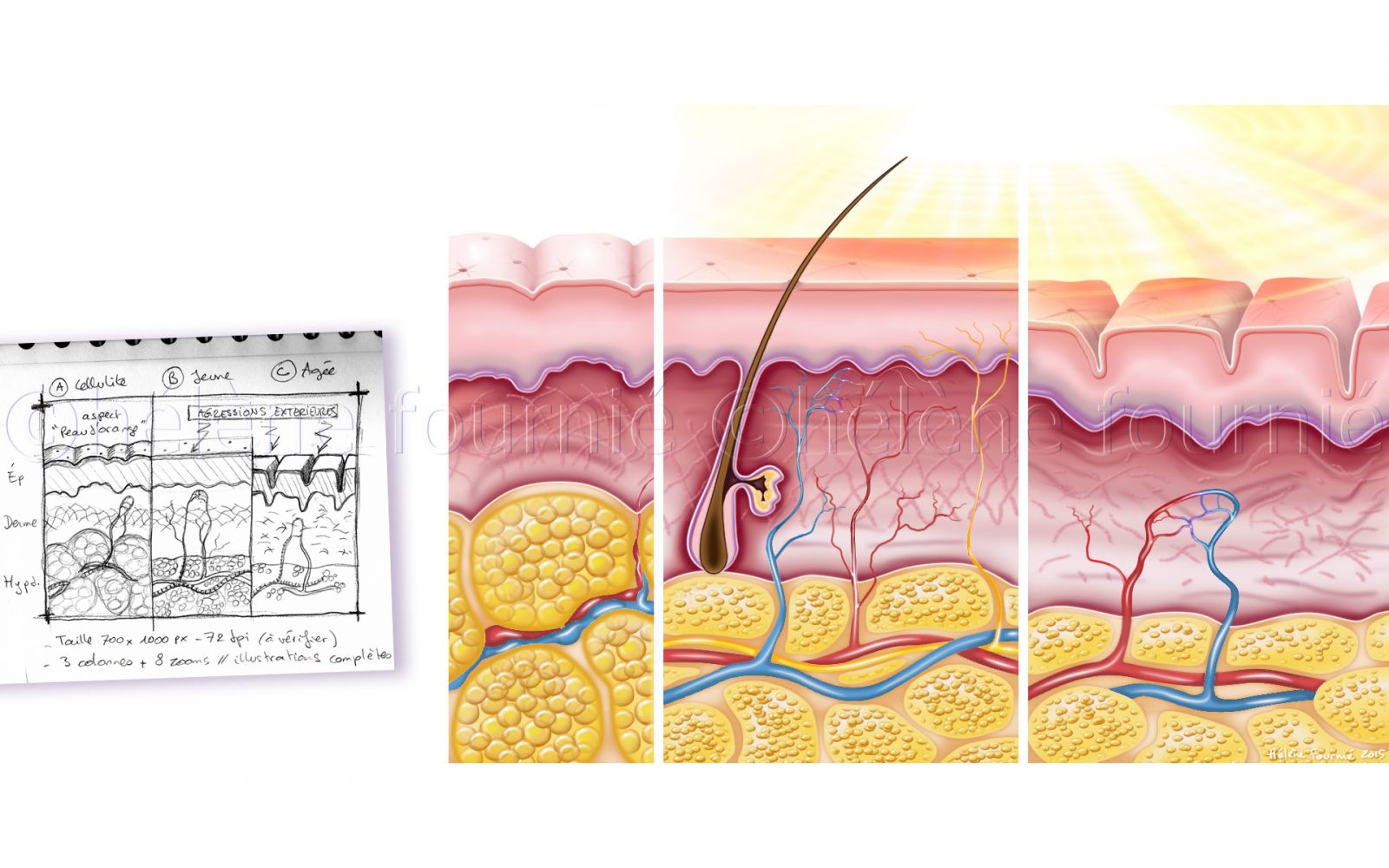 skincut-dermato-expanscience - Illustration medicale et scientifique
